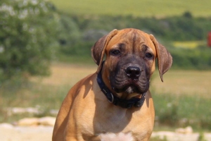 Gallery | Mascot Millenium Boerboel Breeder